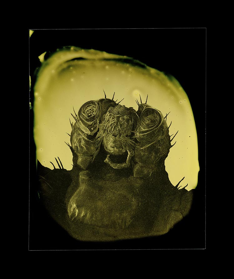 Wonderfully Creepy Microscope Photos of Parasites Printed Using the ...