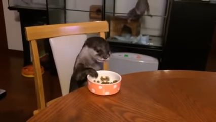 Otter Politely Eats His Meal While Seated at the Table
