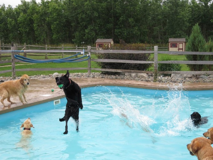 Doggy Daycare in Michigan Throws Pool Party for Their Adorable Canine ...
