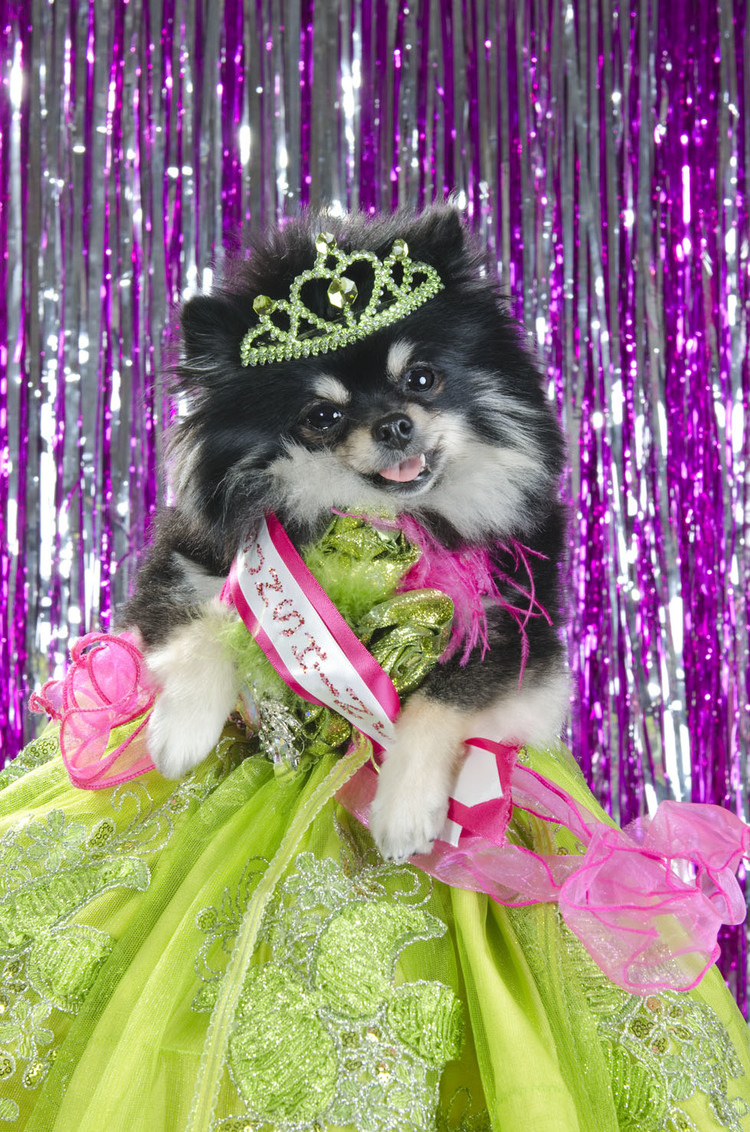 ‘Dog Pageant’, Portrait Series by Sophie Gamand That Features Dogs All ...
