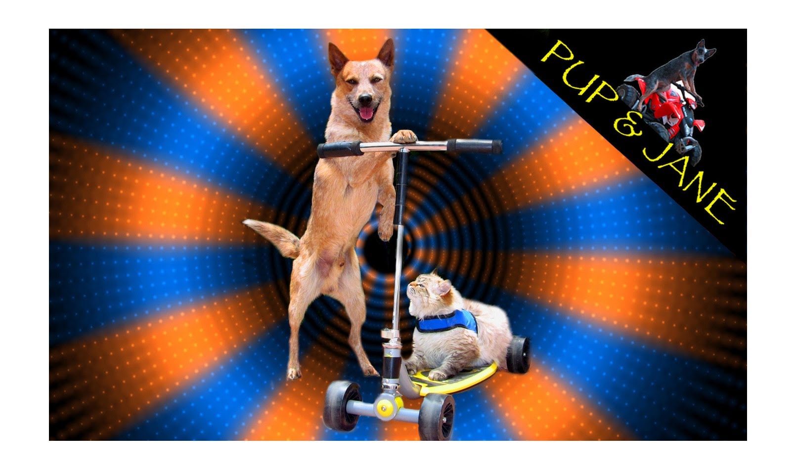 A Dog Giving a Cat a Ride on a Scooter