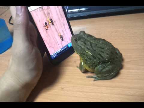 African Bullfrog Playing Ant Smasher Touchscreen Game