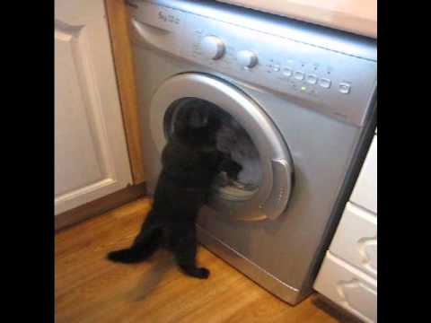 Cat vs. Washing Machine