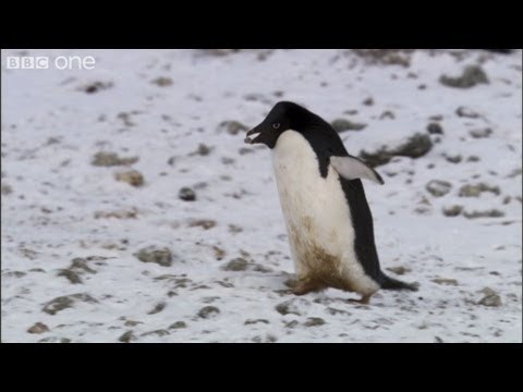 Criminal Penguins Shamelessly Steal Love Nest Pebbles for Themselves
