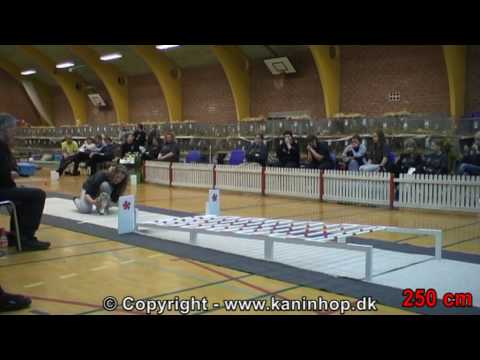 Danish Rabbit Hopping Championships