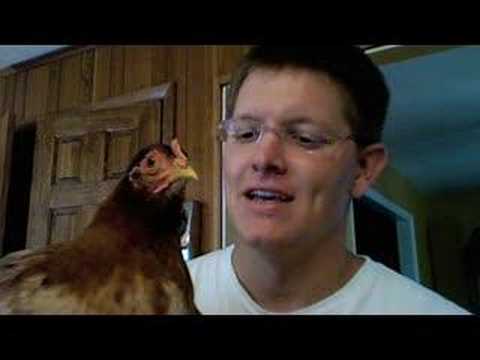 Demonstration of Chicken Keeping Head Stable As Body Moves