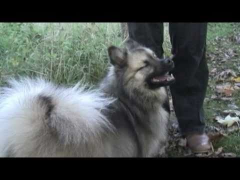 Dog Born Without Eyes Gets Around Using Echolocation