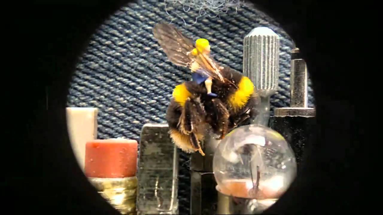 Dot, The World's Smallest Stop-Motion Animation Character