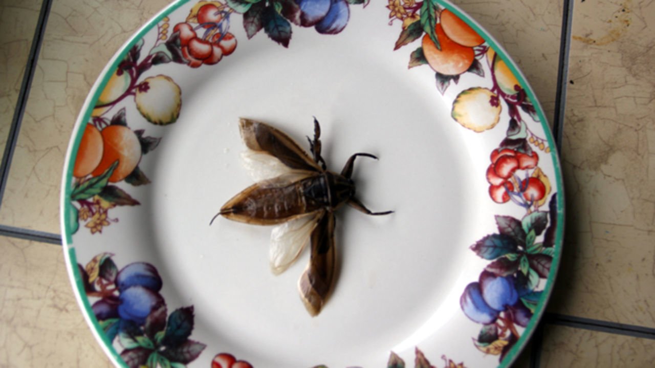 Eating Insects, The Perennial Plate Interviews Insect Eating Expert