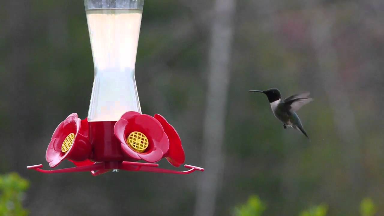 Hummingbird at 1/4 Speed
