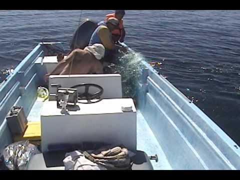Humpback Whale Is Joyous After Humans Help Free It From Net