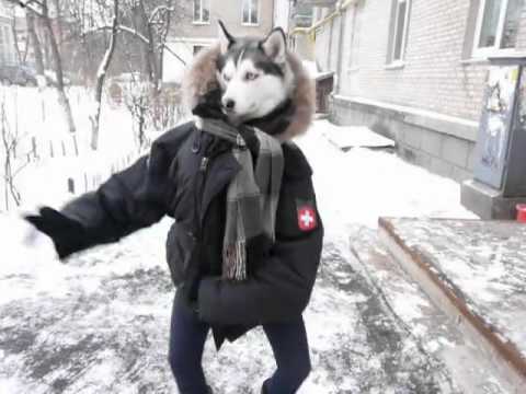Husky Dance