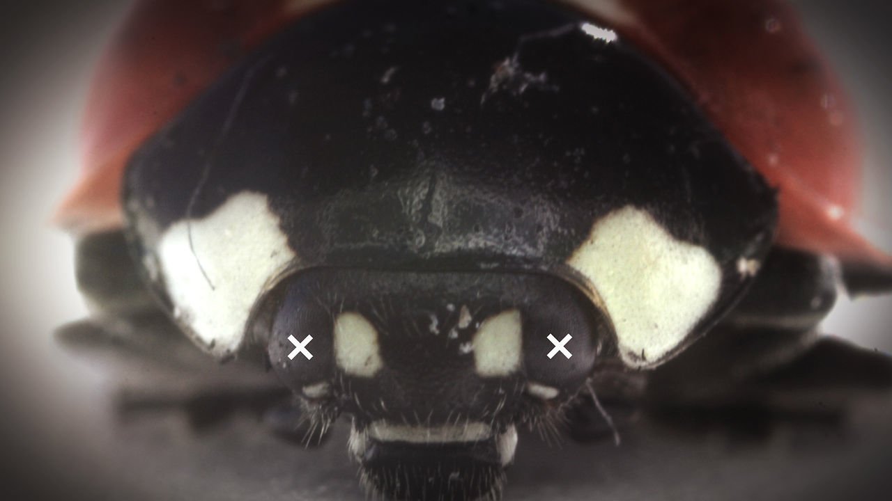 Insects Filmed in Extreme Close Up with Macro Lens