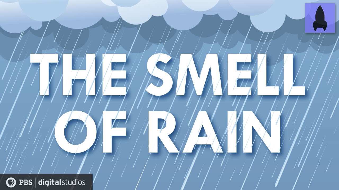It’s Okay To Be Smart Explains Where the Pleasant Smell of Rain Comes From