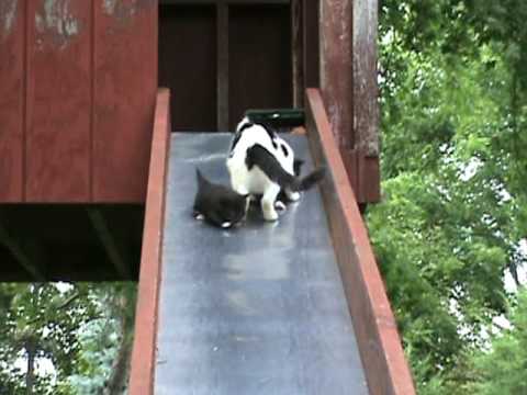 Kittens Sliding Down A Slide
