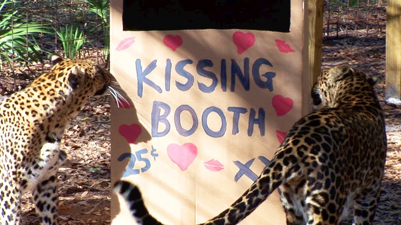 Leopard Kissing Booth