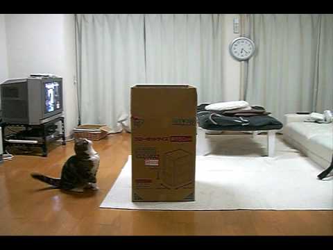 Maru The Cat Loves To Attack Boxes