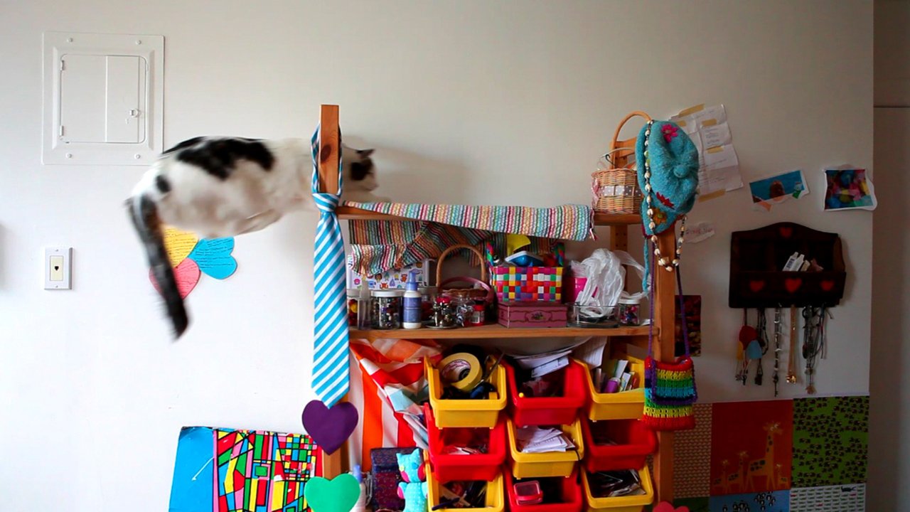 Moo The Bouncing Cat
