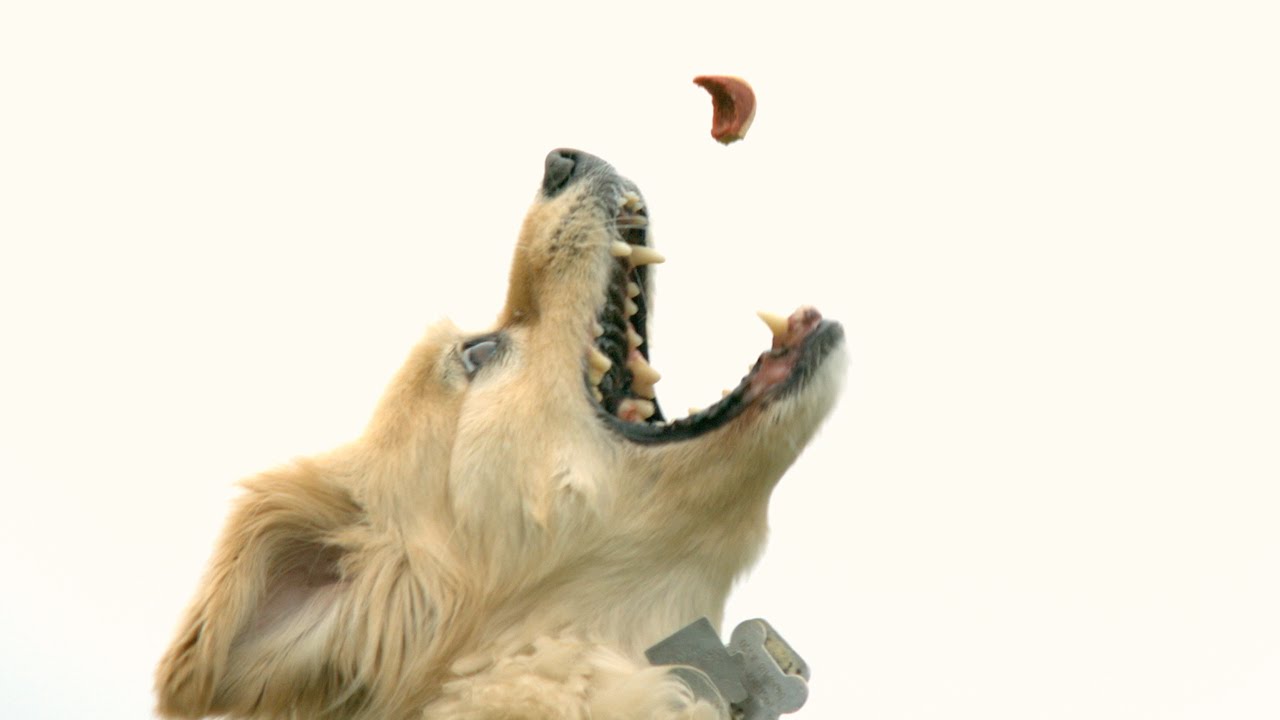 Super Slow Motion Video of a Dog Running and Leaping Through the Air to ...