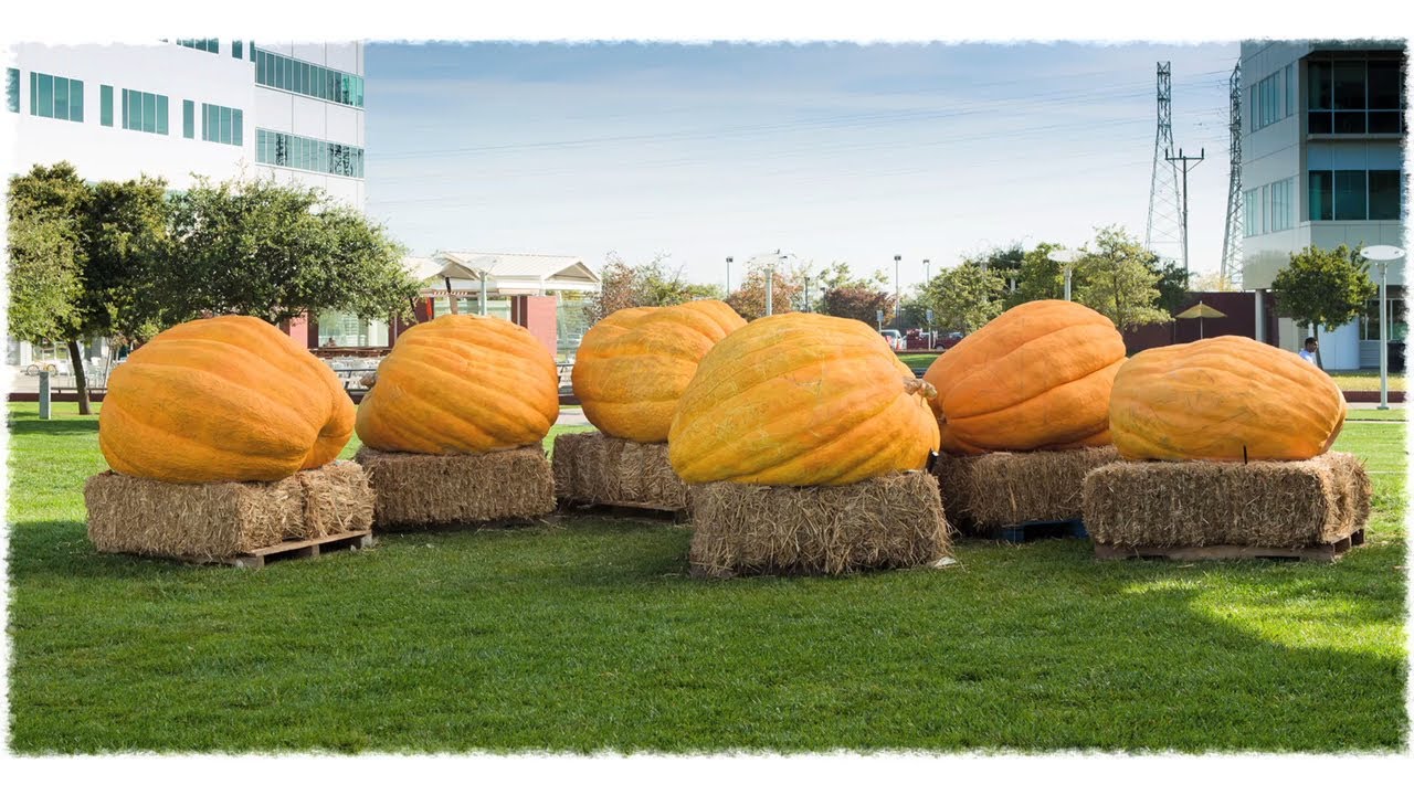 Time-Lapse of Google Logo Carved Out of Giant Pumpkins