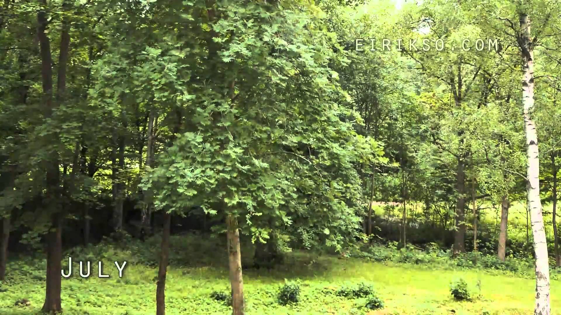 Timelapse Video Of One Year In 2 Minutes