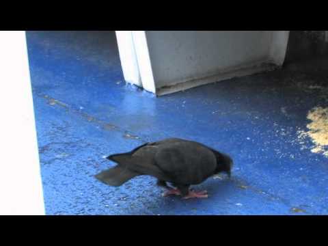 Tony the Pigeon Regularly Commutes on the New York Waterway Ferry