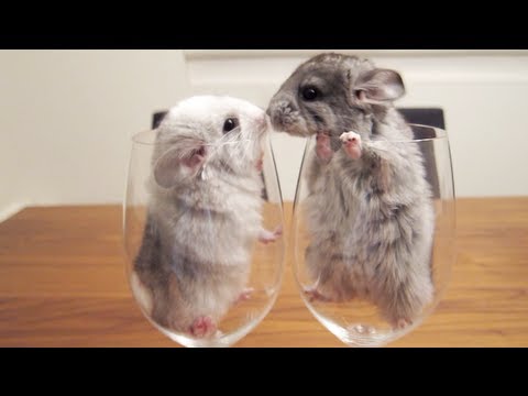 Two Chinchillas Hanging Out In Wine Glasses and Falling In Love