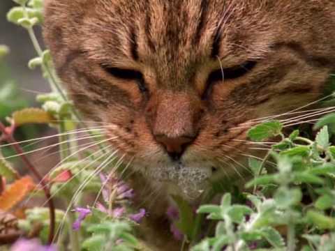 What Happens When Cats Get High on Catnip