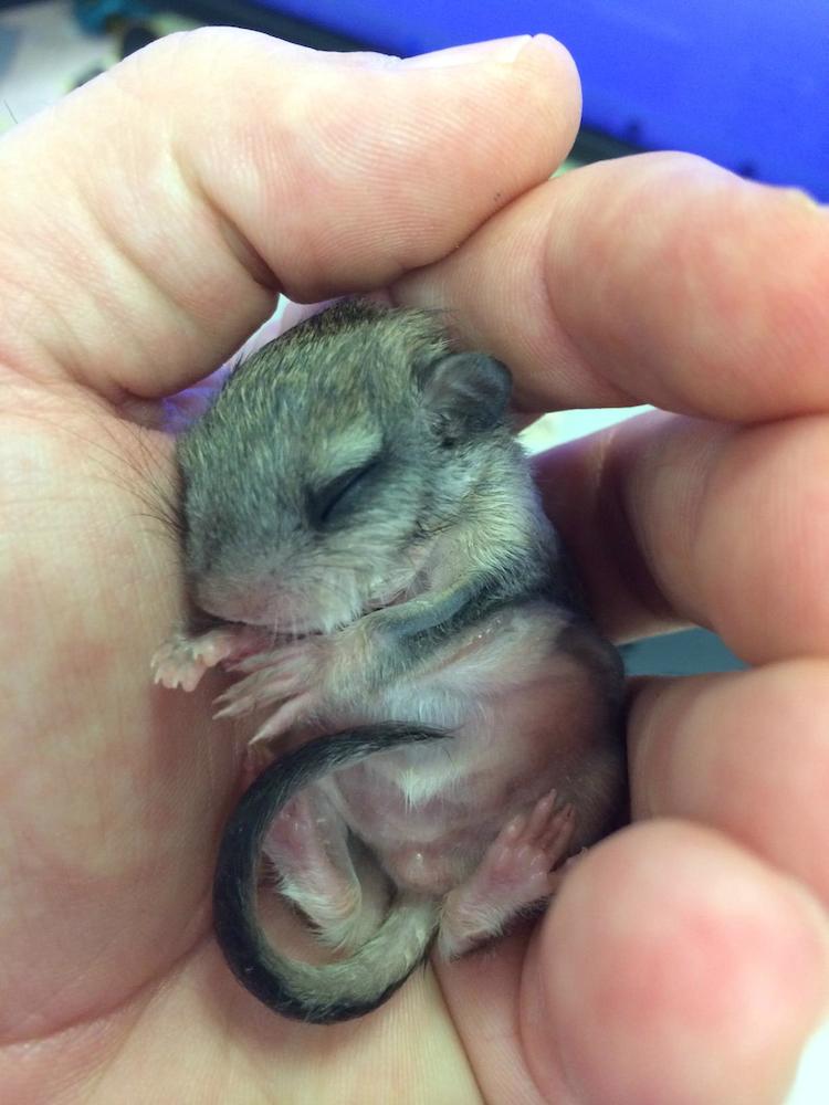 Flying Squirrel Thrives Under the Care of Her Dedicated Human Who ...