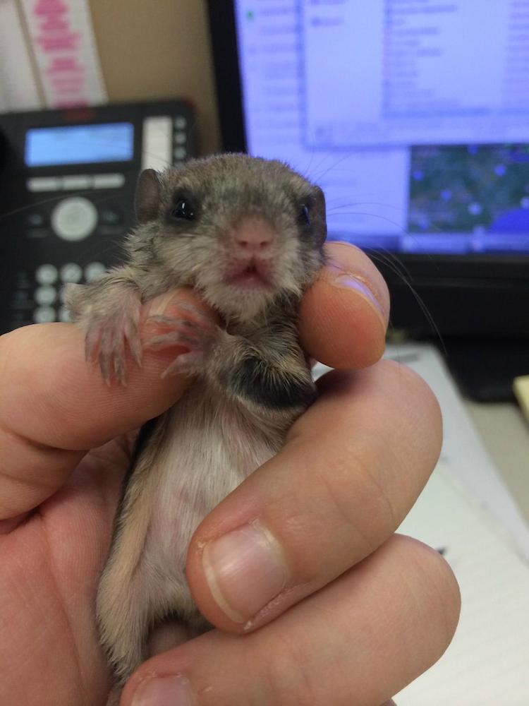 Flying Squirrel Thrives Under the Care of Her Dedicated Human Who ...
