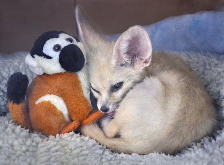 A Playful Baby Fennec Fox Romps Excitedly Around His Home at the San ...