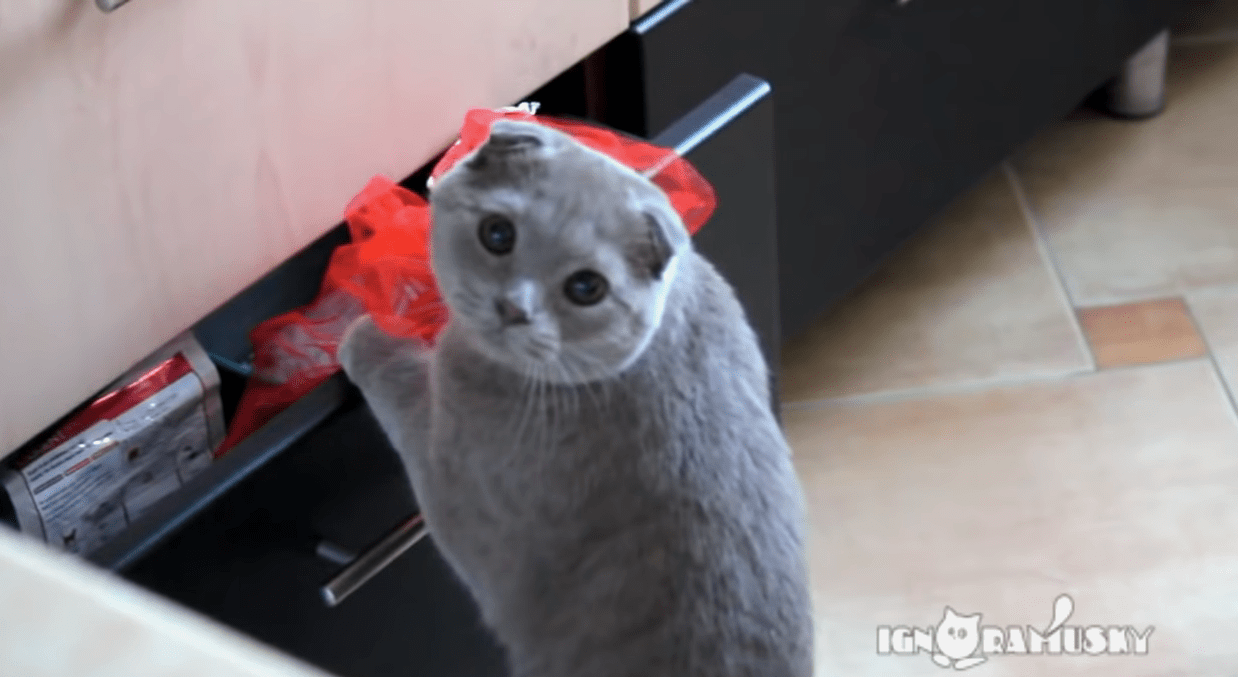Sneaky Cat Looks Guilty When Caught Opening Drawer