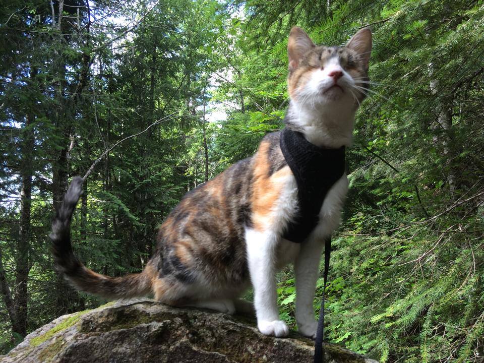 Blind Calico Cat Goes Hiking with Her Keen Sense of Smell and Her ...