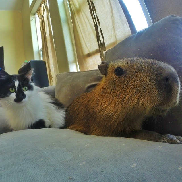 JoeJoe the Capybara Sloppily Devours a Red Popsicle in Honor of ...