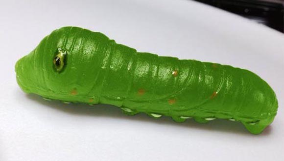 Japanese Coffee Shop Offers Anatomically Correct Gummy Insect Larvae