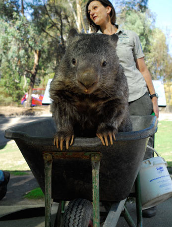 Patrick aka 'Fat Pat from Ballarat', The World's Oldest and Largest Wombat Turns 29 Years Old