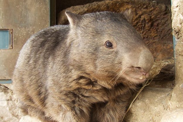 Patrick aka 'Fat Pat from Ballarat', The World's Oldest and Largest Wombat Turns 29 Years Old