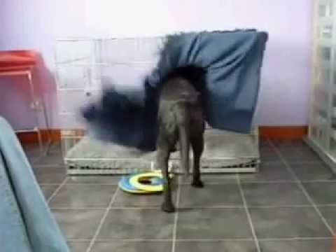 Clever Dog Performs Ingenious Routine to Create a Comfy Bed for HImself