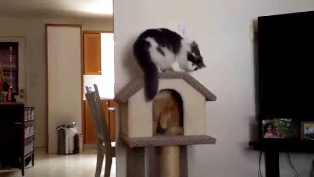 Clumsy Cat Repeatedly Falls of the Roof of a Carpeted Kitty Condo