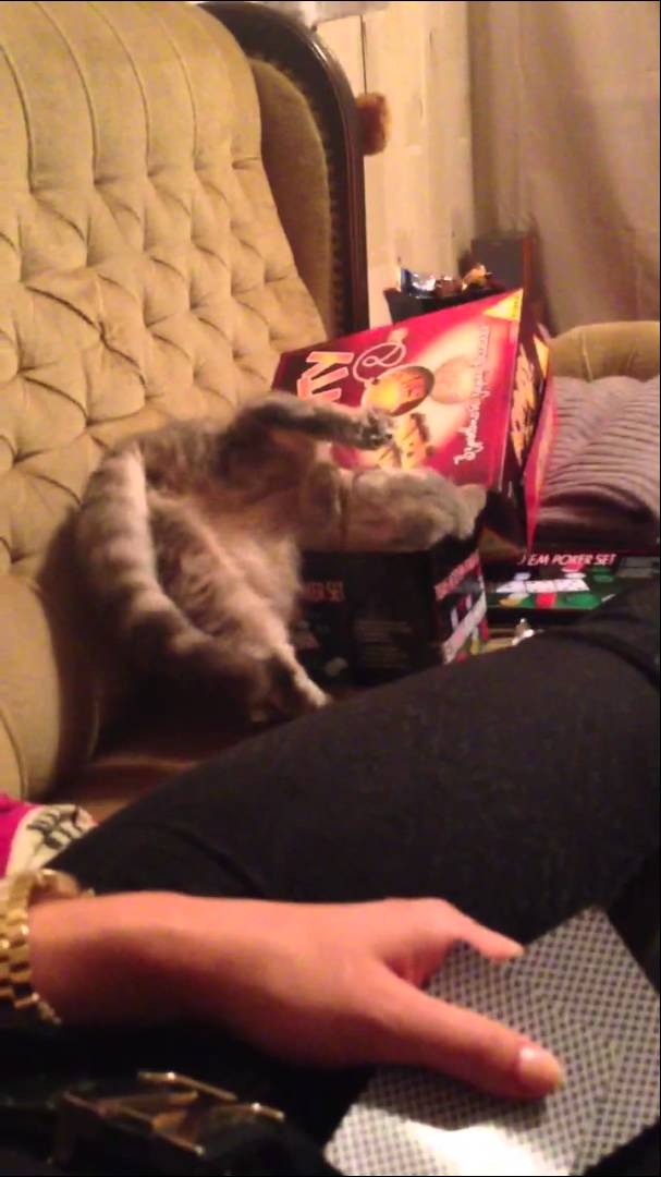 Determined Cat Contorts Herself Into Various Positions in an Effort to ...