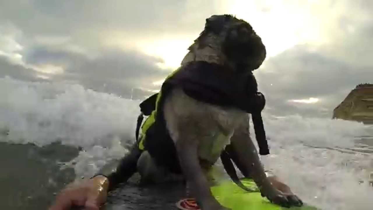 Fearless Pug Goes Loves To Go Surfing, Either Happily Alongside Her ...