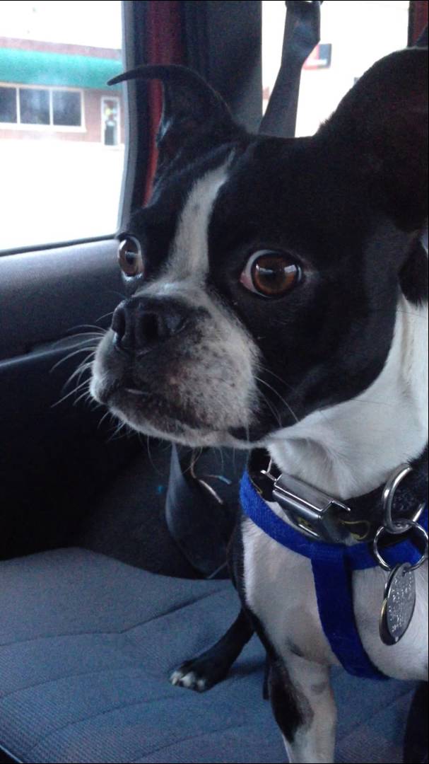 Frustrated Boston Terrier Impersonates the Sounds of Dolphins and Goats ...