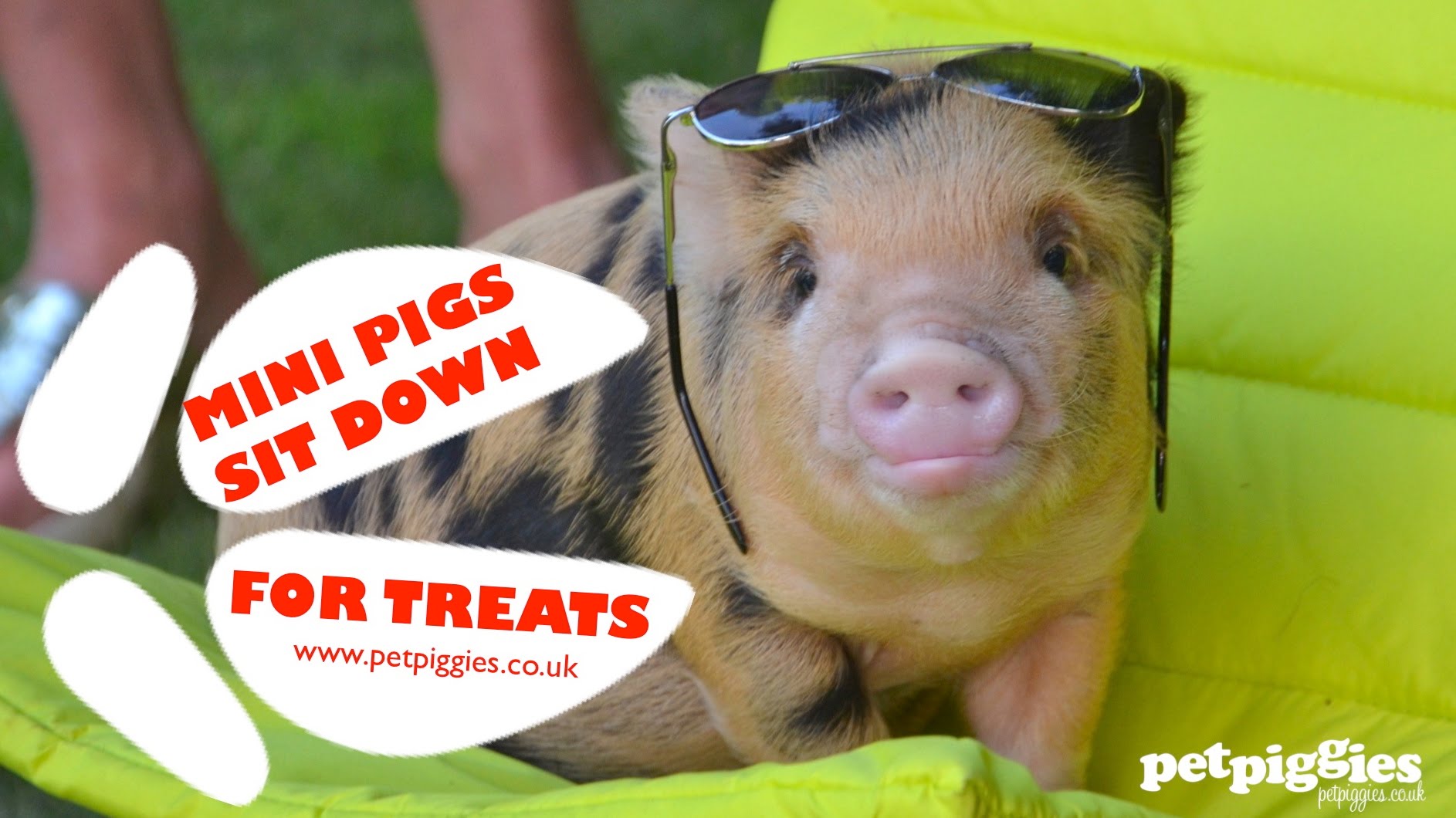 Miniature Pigs Learn How to Sit Upon Command With the Encouragement of ...