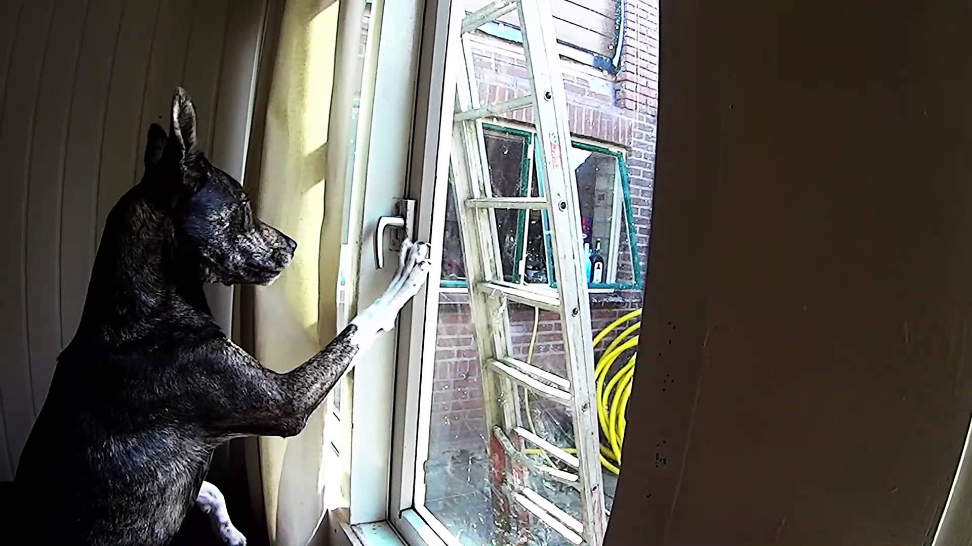 Persistent Dog Figures Out How to Unlock Window to the Outside World