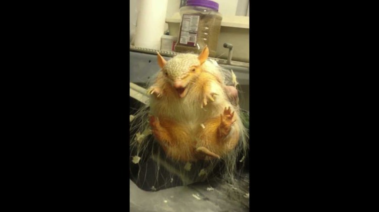 Strangely Adorable Screaming Hairy Armadillo Shrieks Loudly While Being ...