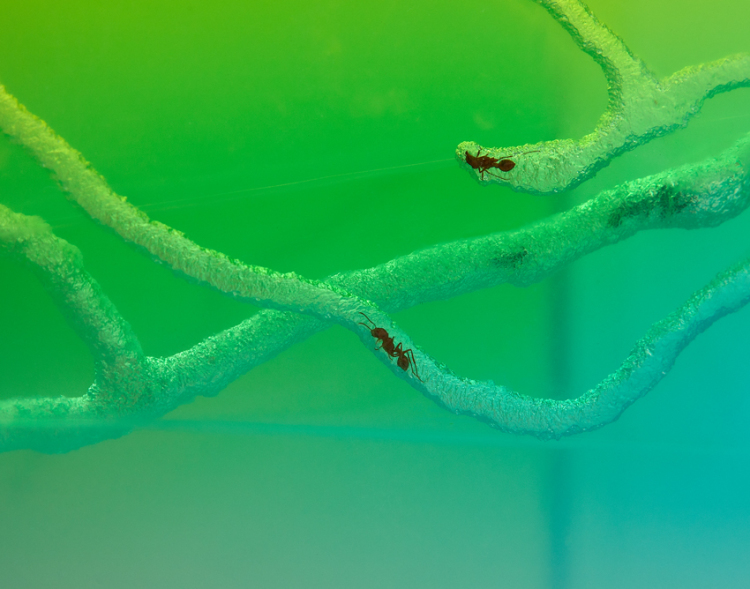 Living Sculptures of Ants Digging Inside Clear Acrylic Enclosures