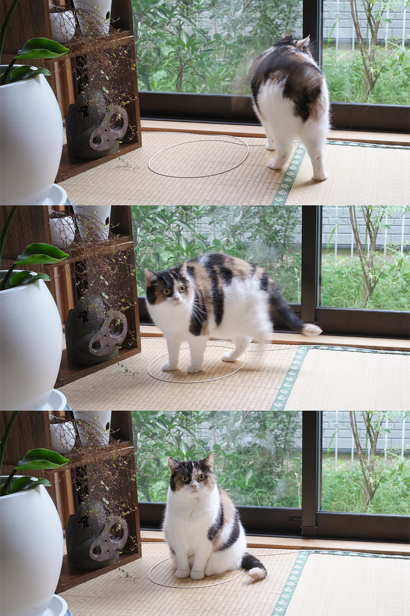 Cat Circles, The Amazing Phenomenon in Which a Cat Will Always Sit ...