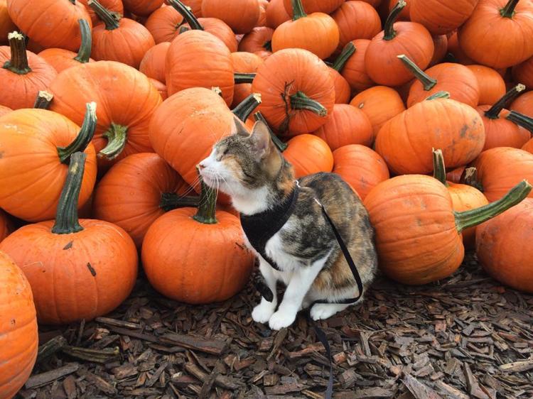 Honey Bee the Blind Cat Celebrates Her First Halloween with a Visit to ...