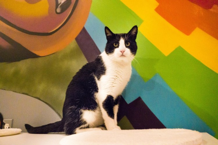 Cat Town Cafe, The First Operational Cat Cafe in the United States ...