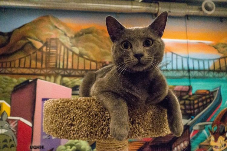 Cat Town Cafe, The First Operational Cat Cafe in the United States ...